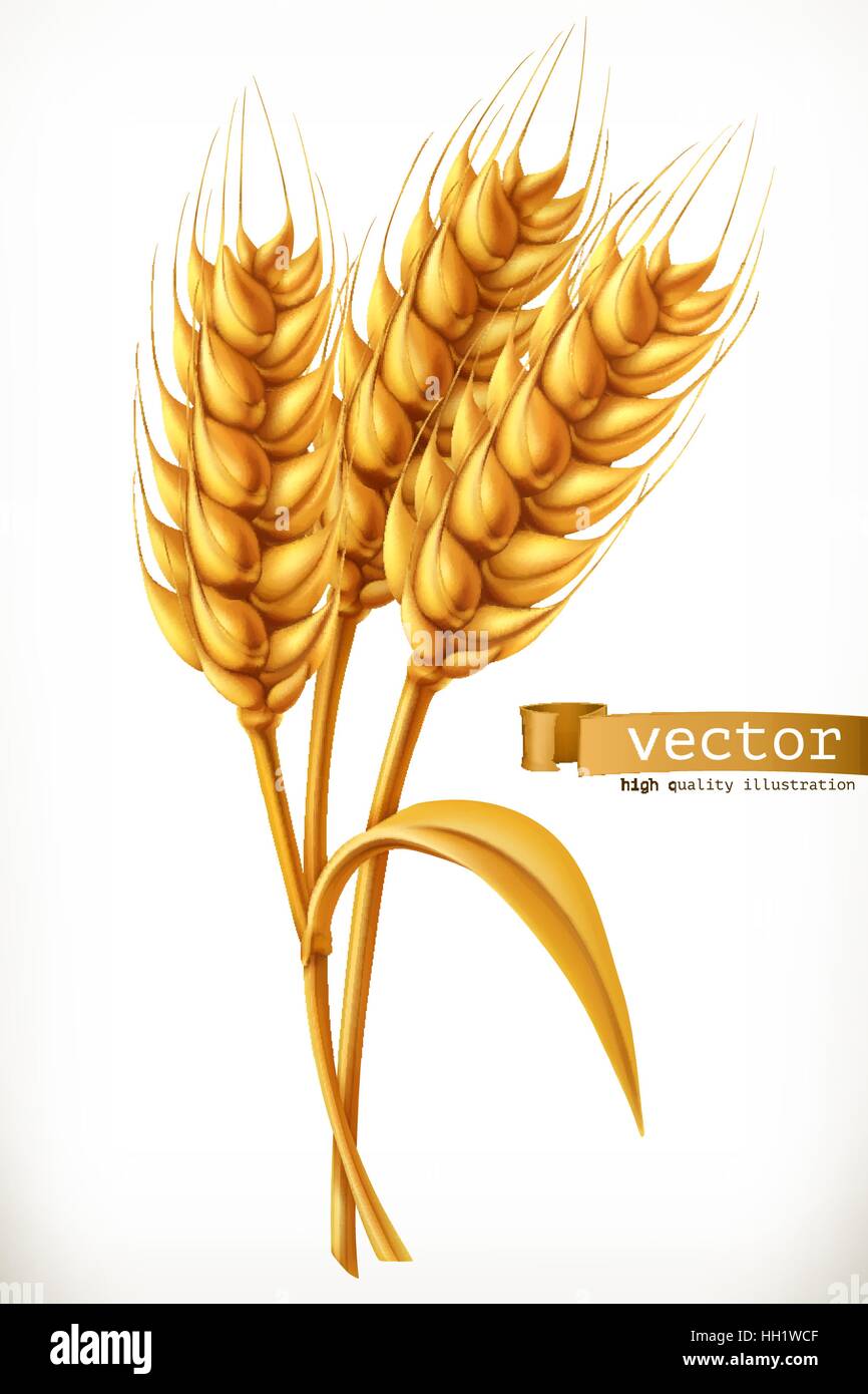 Ear of wheat. 3d vector icon Stock Vector Image & Art - Alamy