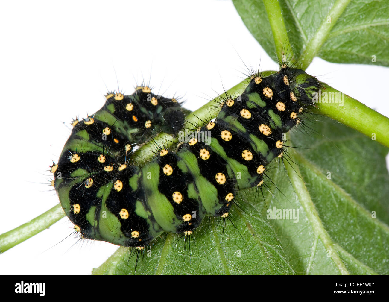 Elephant Hawk Moth Caterpillar Stock Photo - Alamy