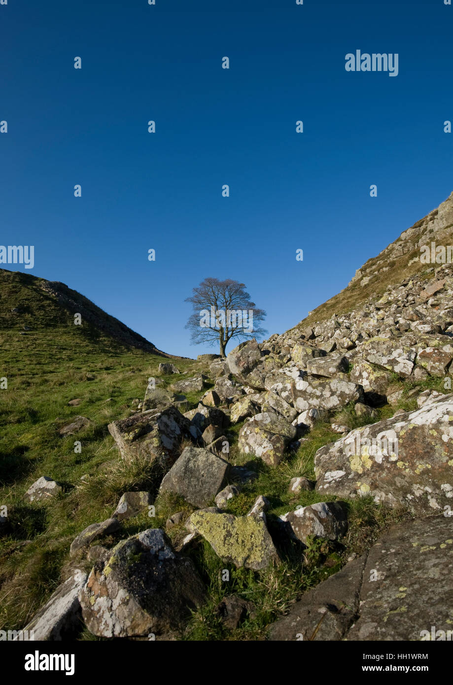 Robin hood tree hi-res stock photography and images - Alamy