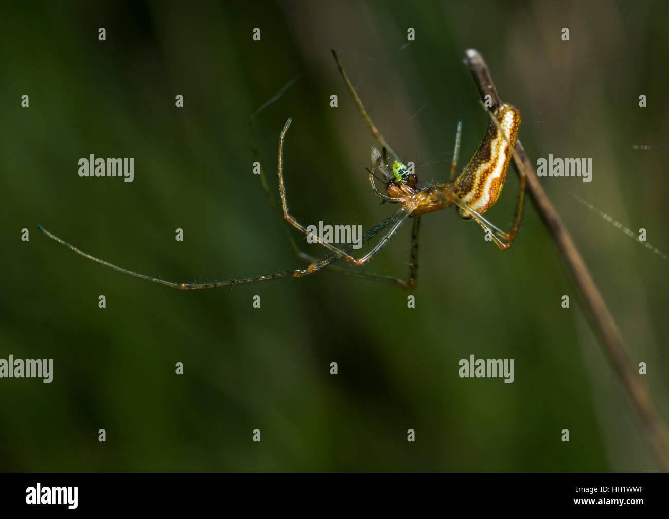 Web fly trap catch hi-res stock photography and images - Alamy