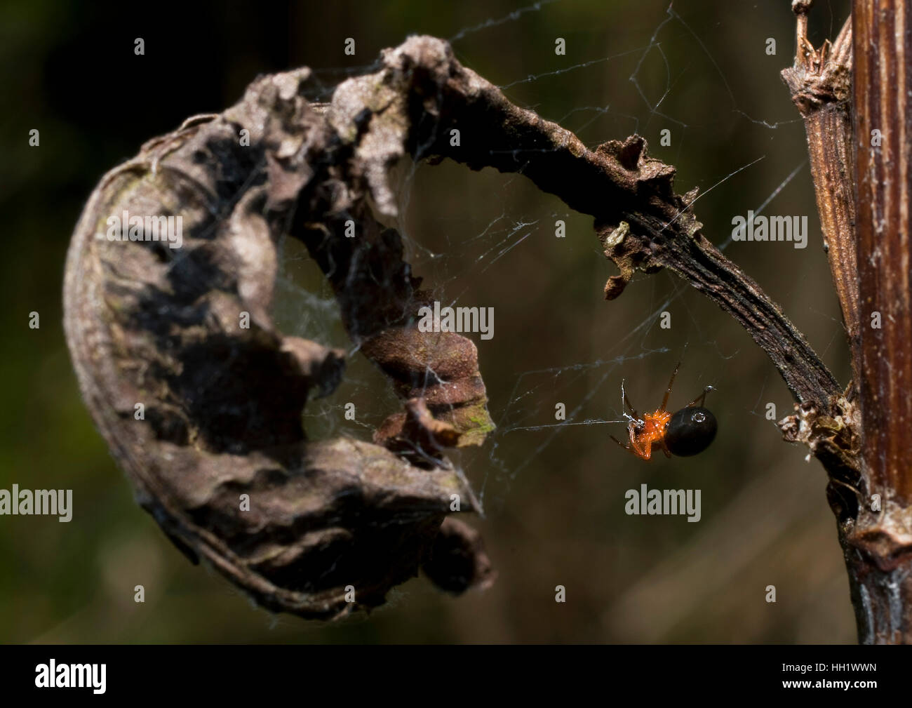 Insect stuck in spider web hi-res stock photography and images - Alamy