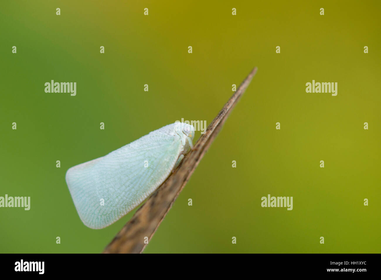 A small white Northern Flatid Planthopper sits on a piece of brown ...