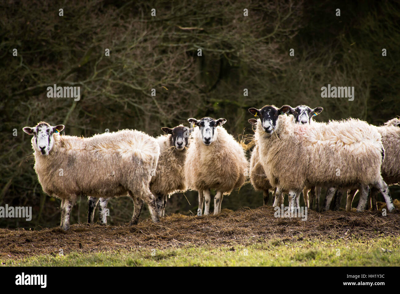 Sheep hay feeder hi-res stock photography and images - Alamy