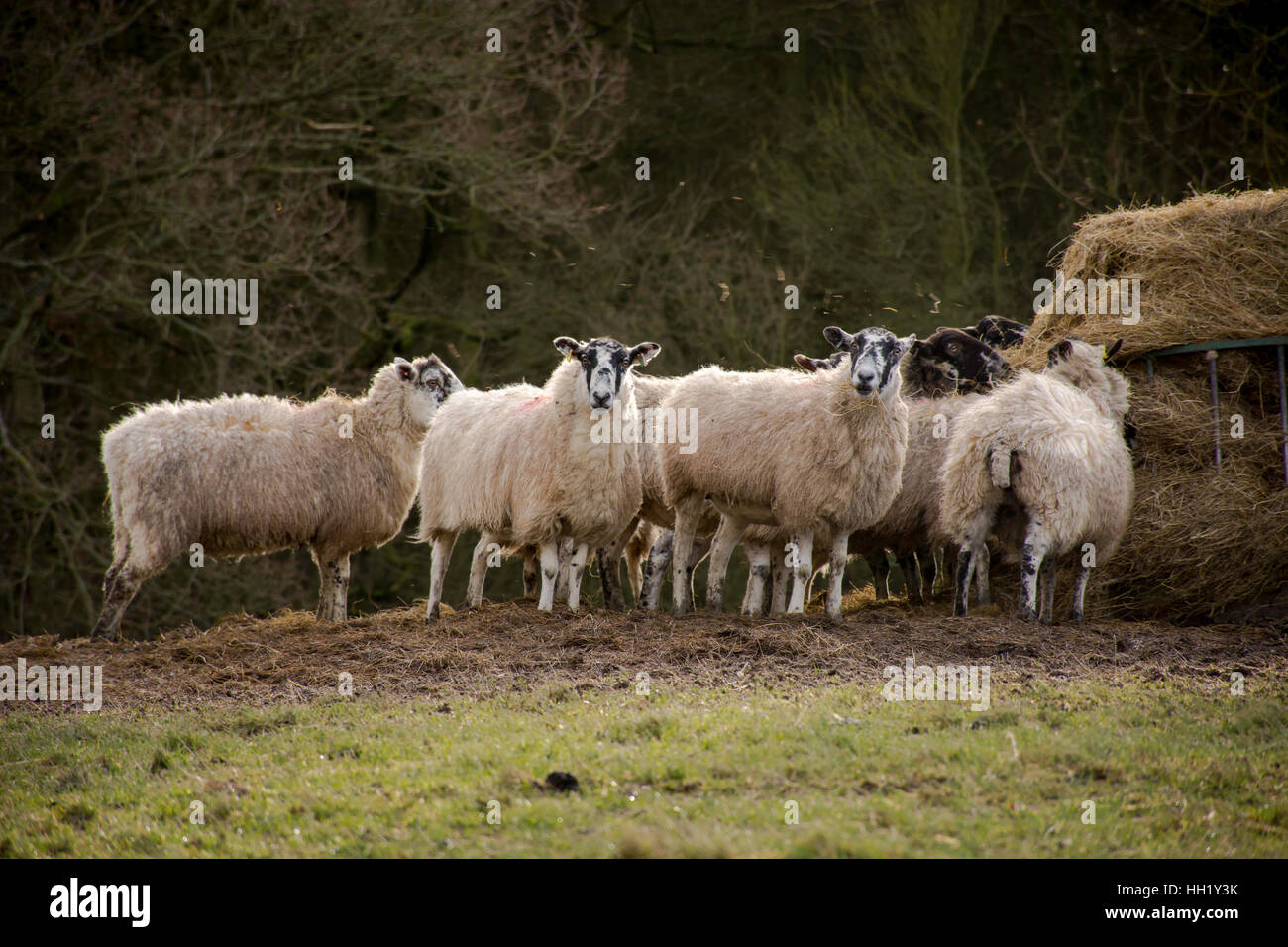 Sheep hay feeder hi-res stock photography and images - Alamy