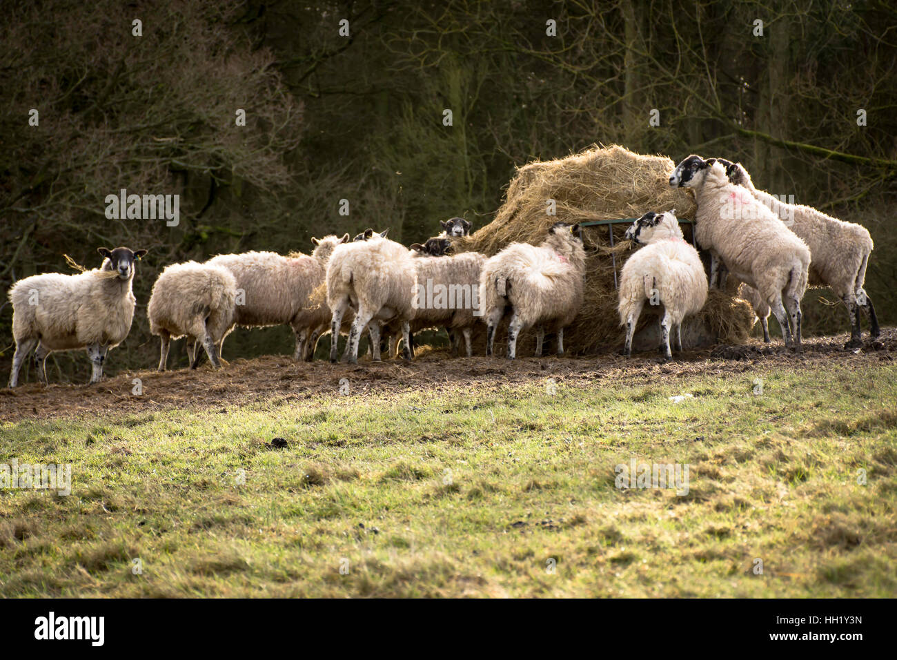 Ram feeder hi-res stock photography and images - Alamy