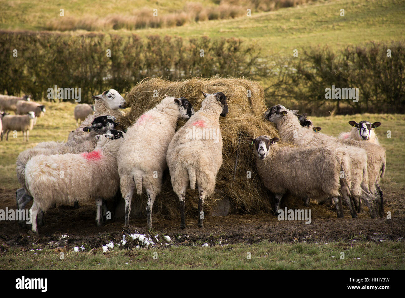 Sheep hay feeder hi-res stock photography and images - Alamy