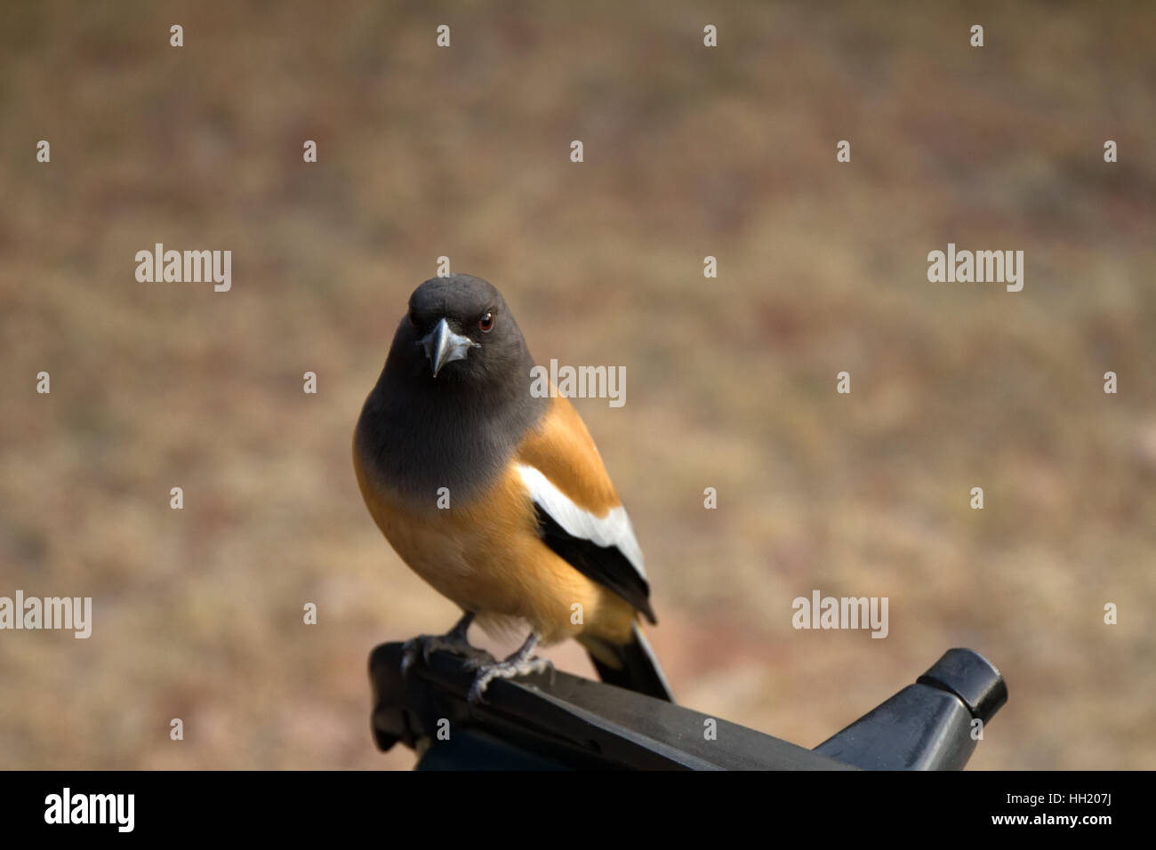 Jungle rufous treepie hi-res stock photography and images - Alamy
