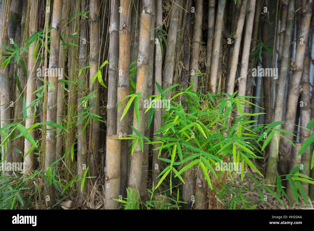 Bamboo tree with green leaves photo taken in Jakarta Indonesia Stock ...