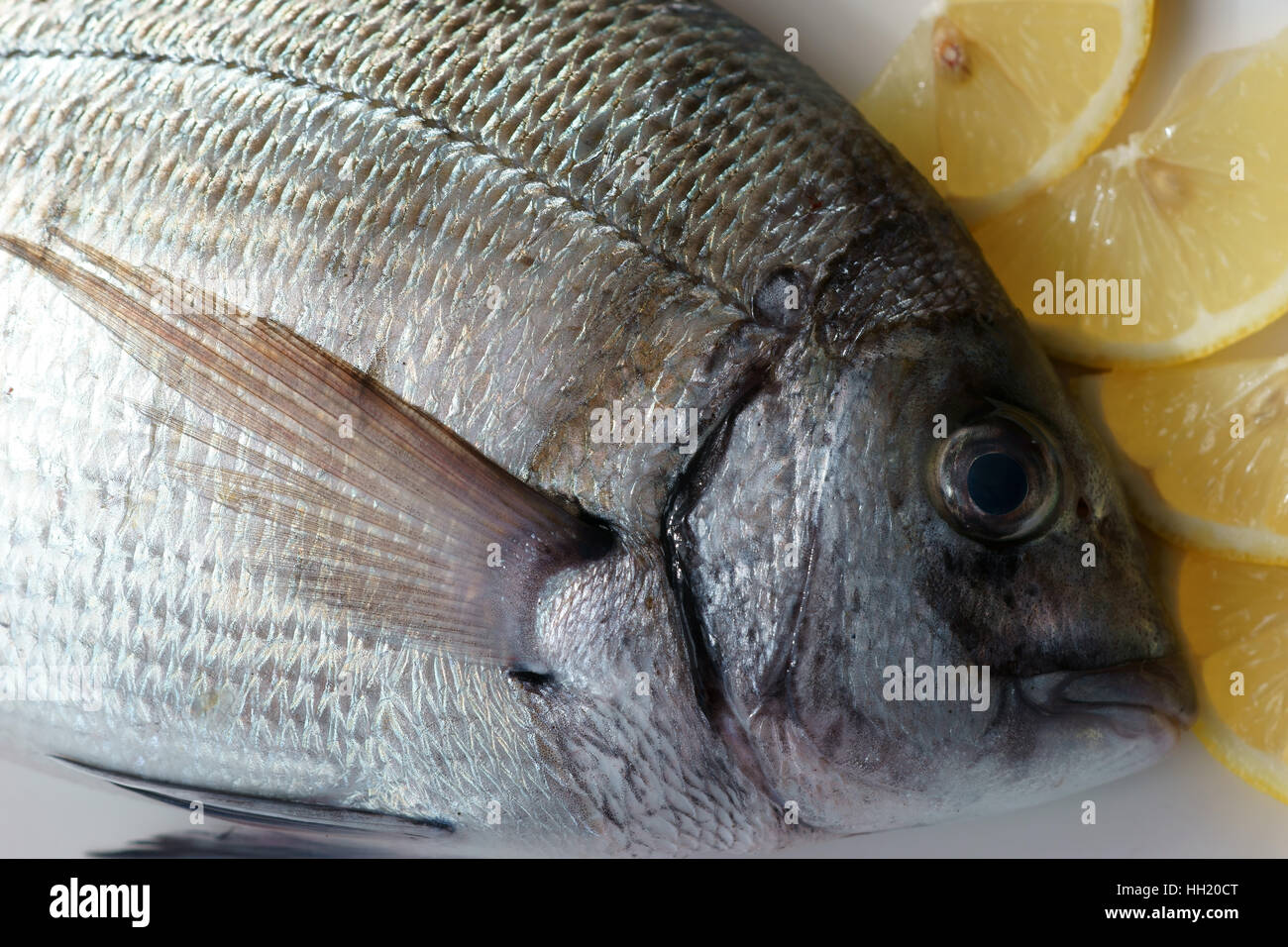 diplodus saragus, mediterranean sea - Sarago Stock Photo - Alamy