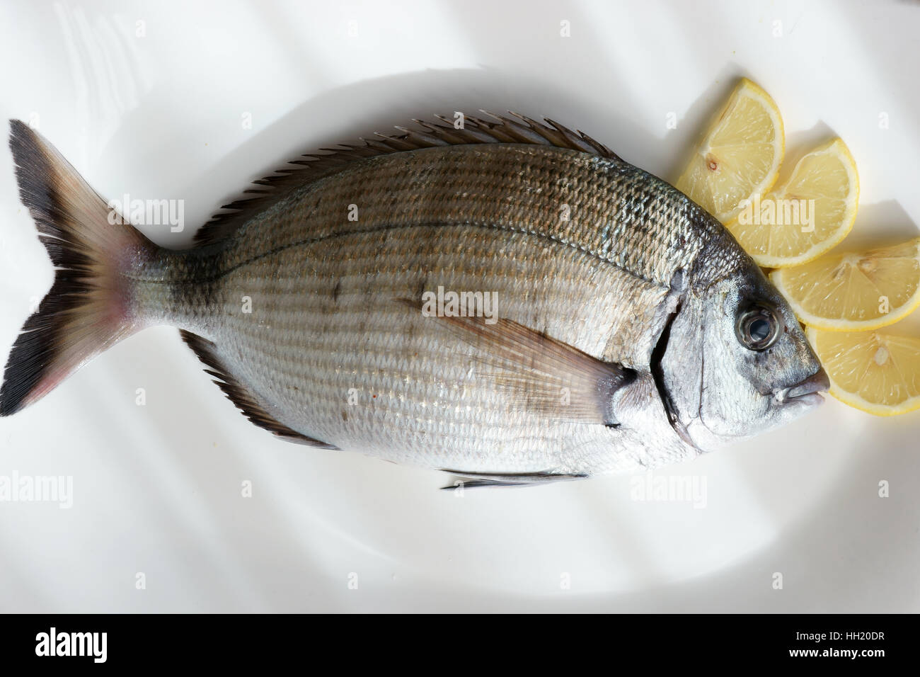 diplodus saragus, mediterranean sea - Sarago Stock Photo - Alamy