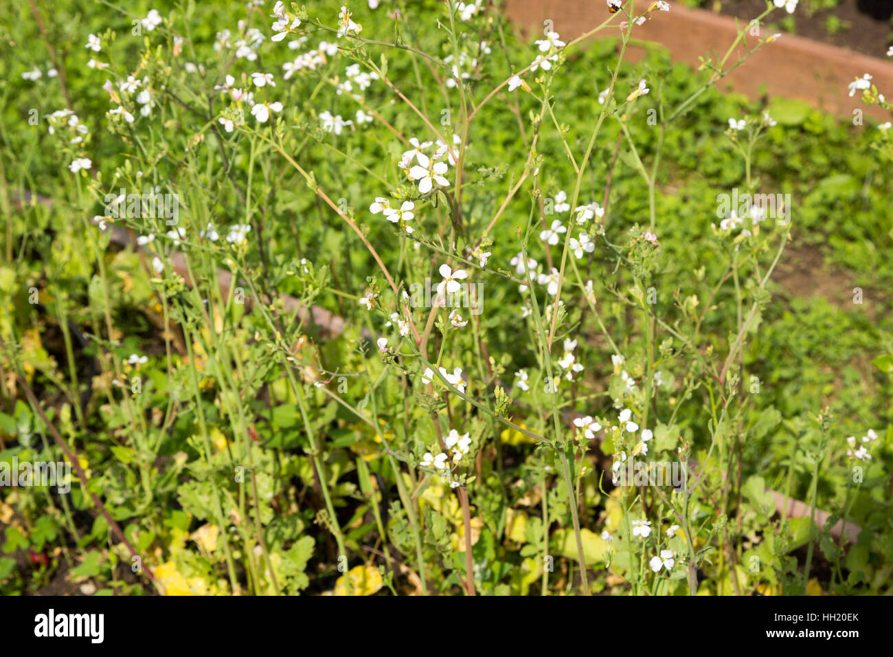 Radish Plants Flowering