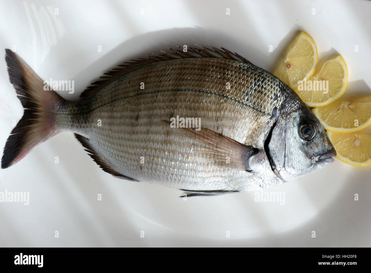 Seabream fish fishes diplodus hi-res stock photography and images - Alamy