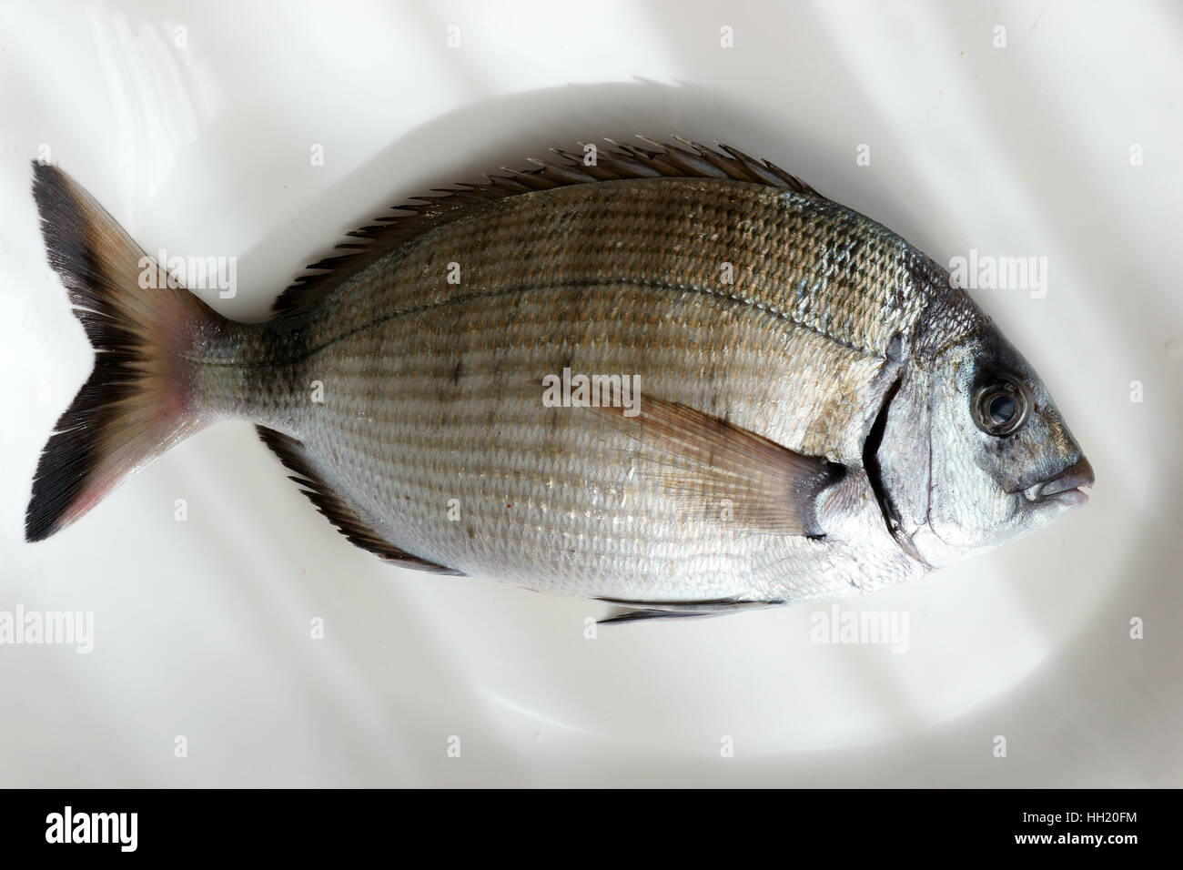 diplodus saragus, mediterranean sea - Sarago Stock Photo - Alamy