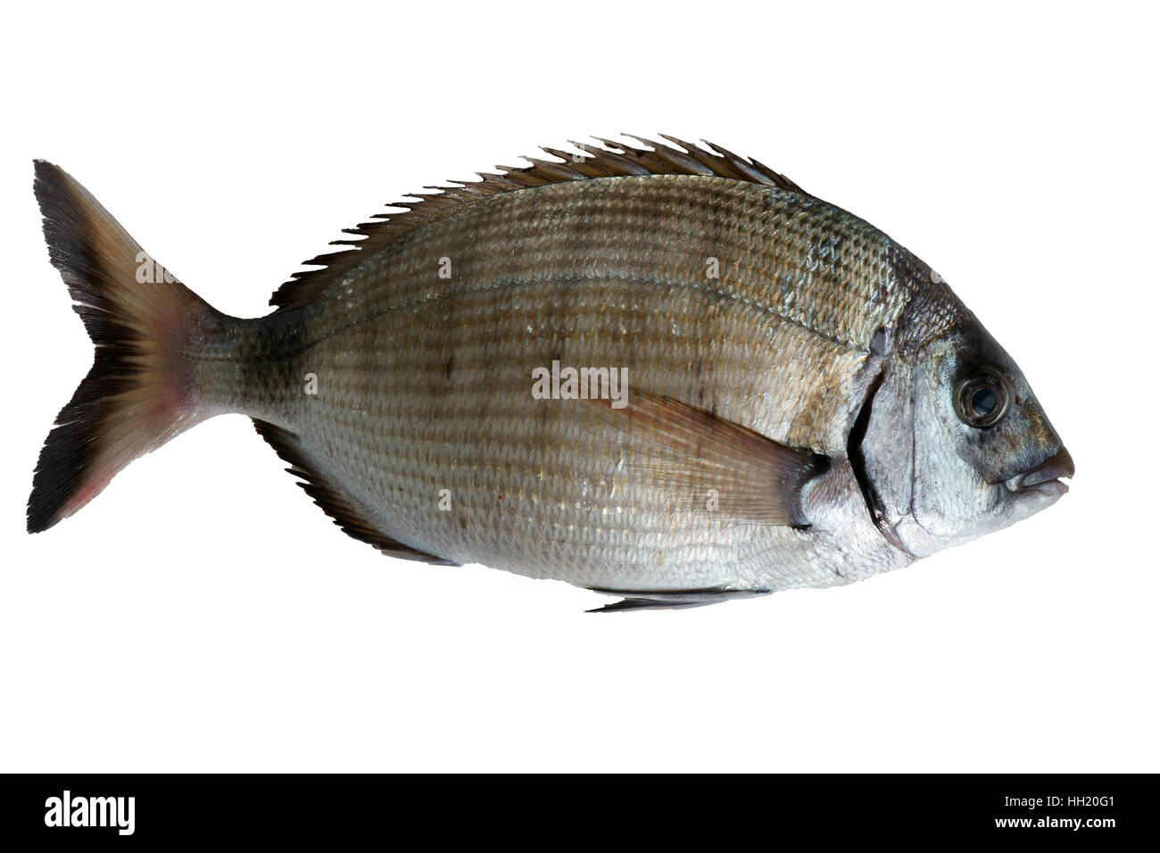 diplodus saragus, mediterranean sea - Sarago Stock Photo - Alamy