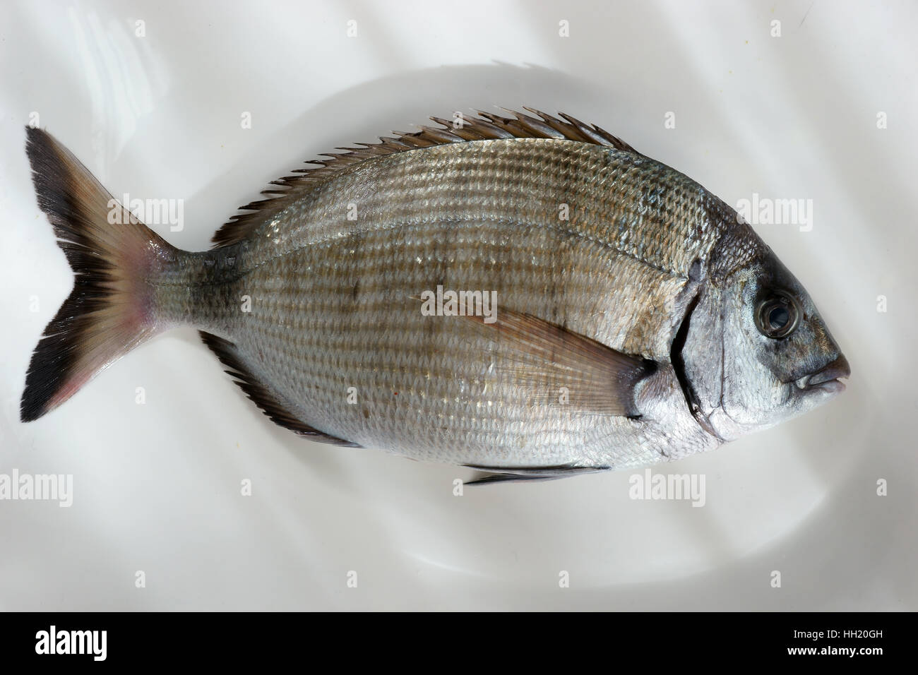 diplodus saragus, mediterranean sea - Sarago Stock Photo - Alamy