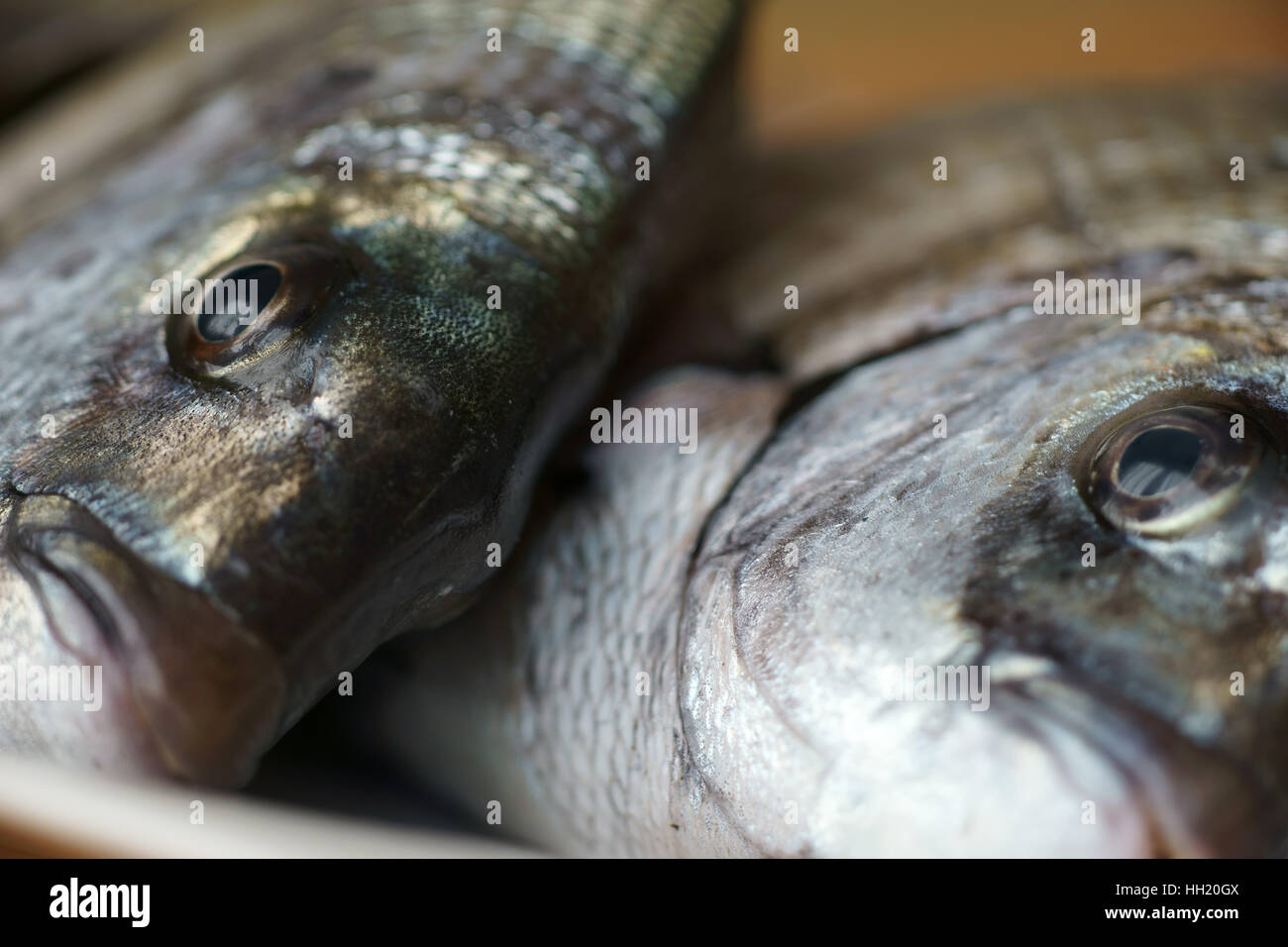 diplodus saragus, mediterranean sea - Sarago Stock Photo - Alamy