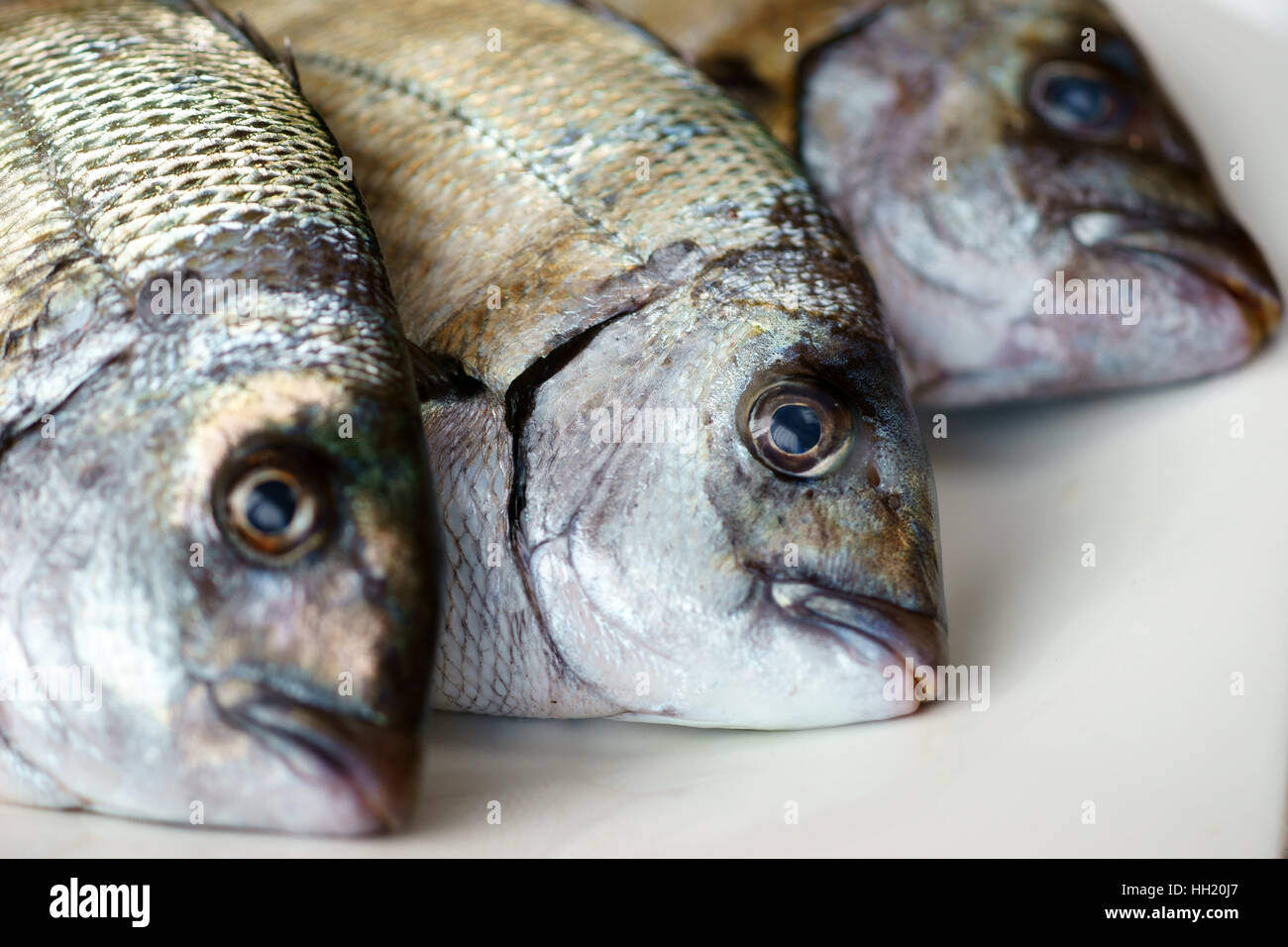 diplodus saragus, mediterranean sea - Sarago Stock Photo - Alamy
