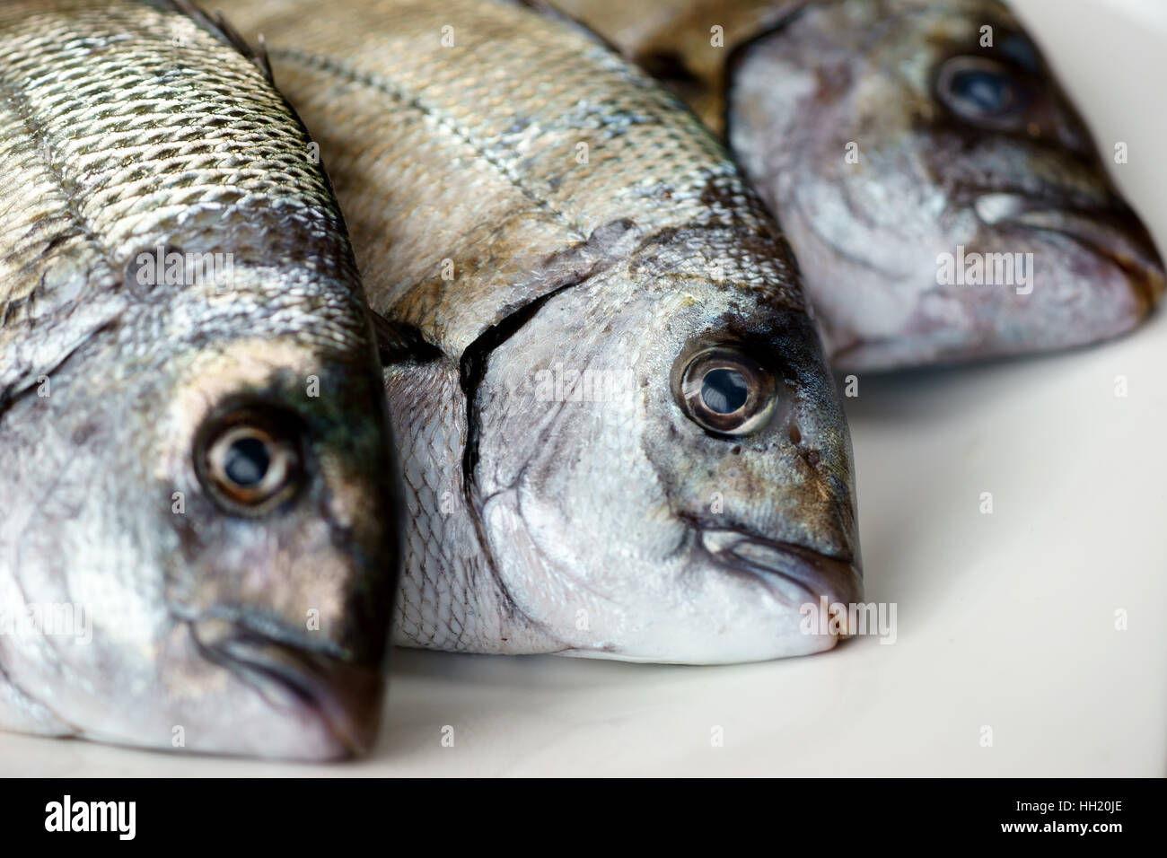diplodus saragus, mediterranean sea - Sarago Stock Photo - Alamy
