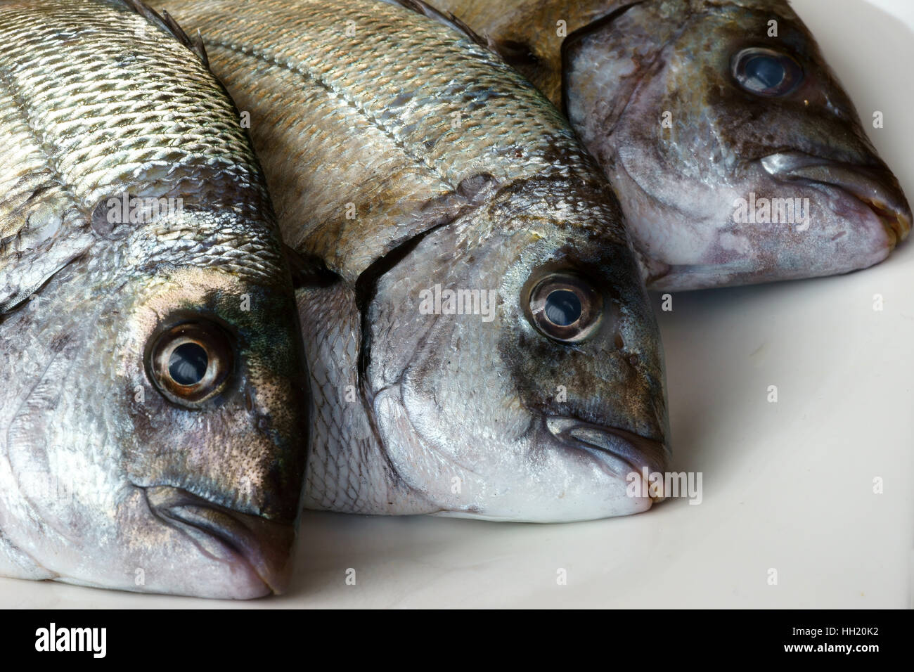 diplodus saragus, mediterranean sea - Sarago Stock Photo - Alamy