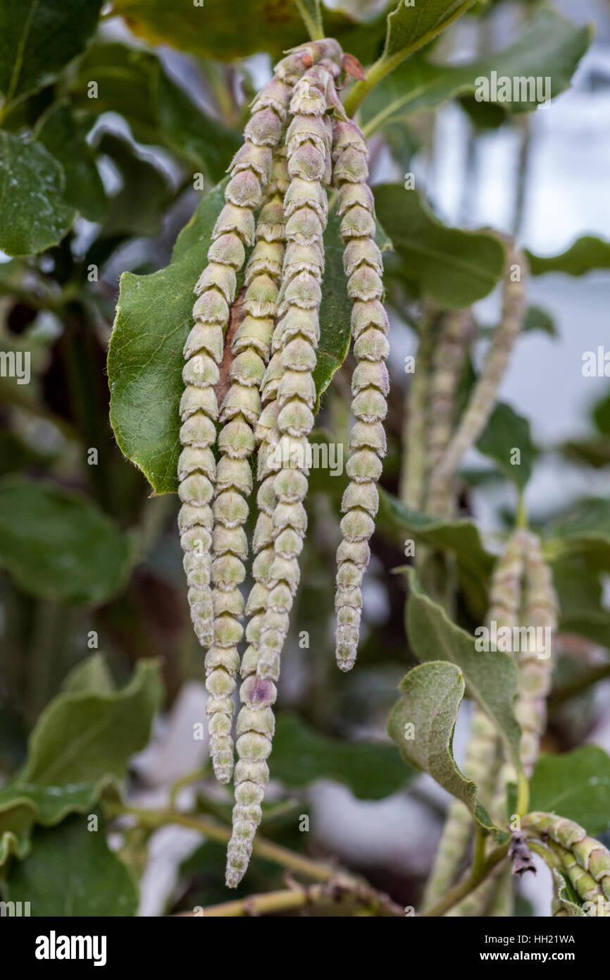 Garrya Elliptica, Commonly known as the Silk Tassel Bush Stock Photo ...