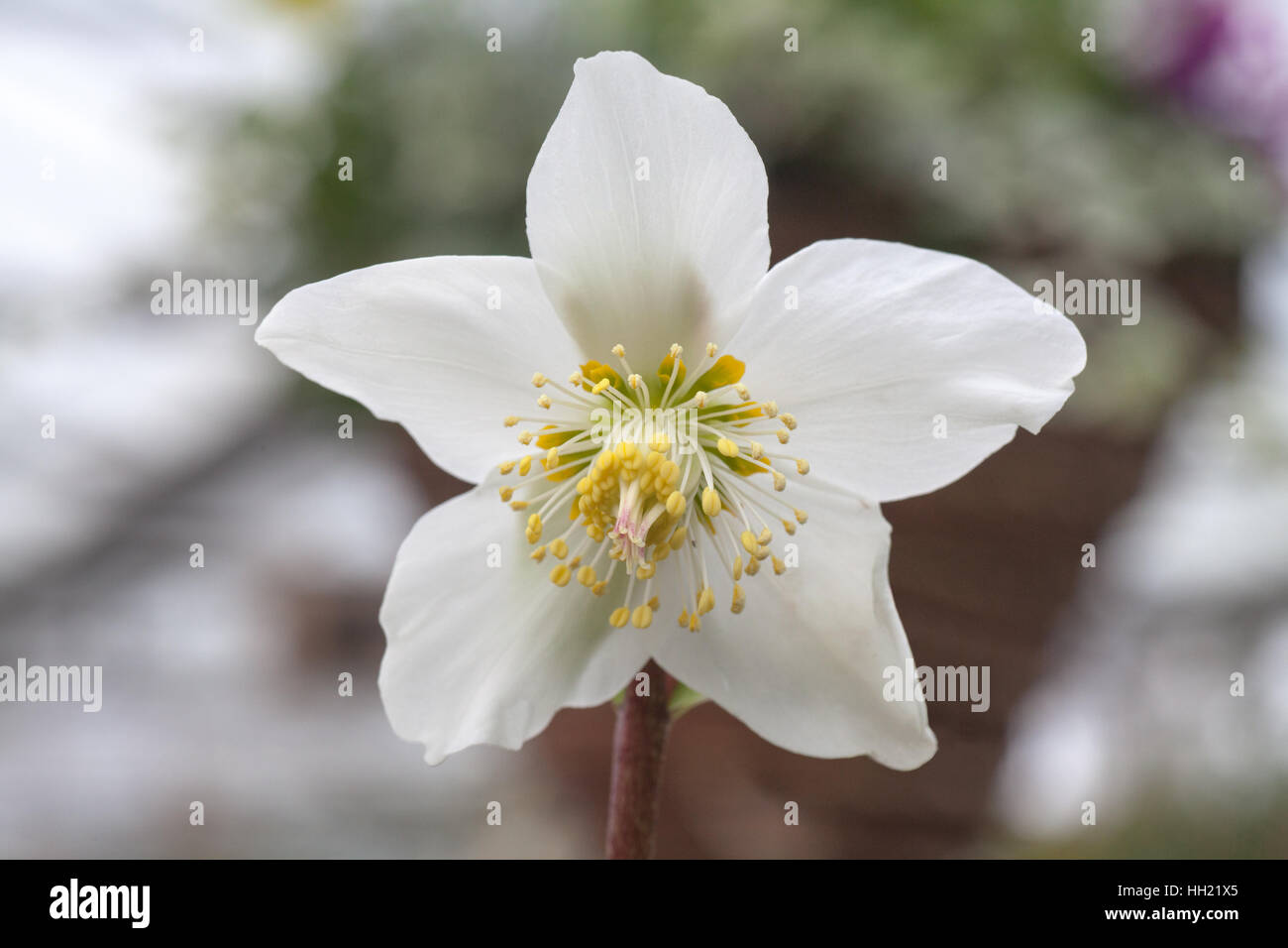 White christmas Rose, Hellebore Stock Photo - Alamy