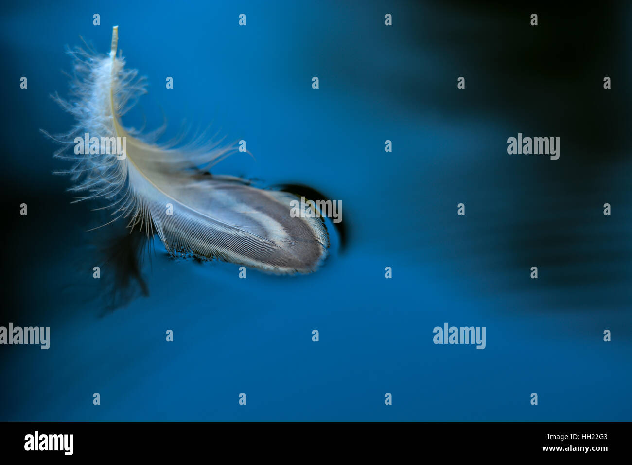 Light as a feather Stock Photo - Alamy