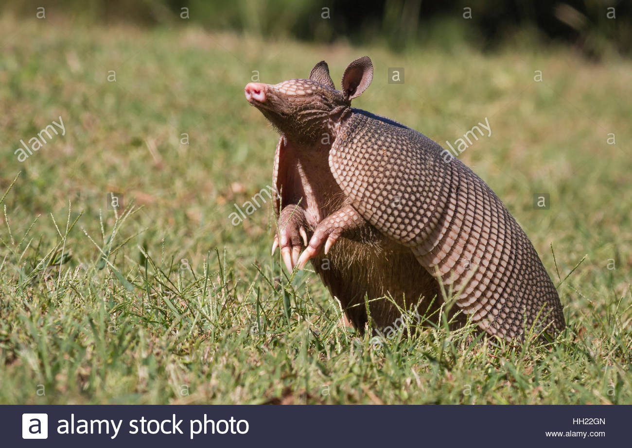 Texas Armadillo Stock Photos & Texas Armadillo Stock Images - Alamy
