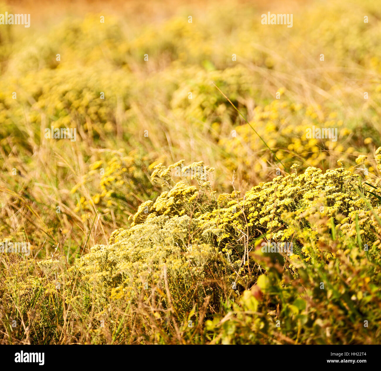 blur in south africa close up of the colza yellow field like texture ...