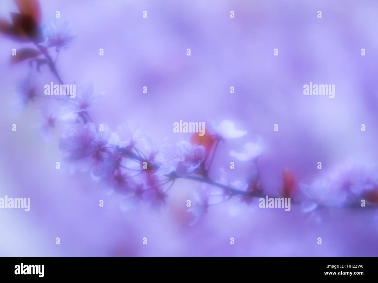 The first blossoms of spring Stock Photo - Alamy