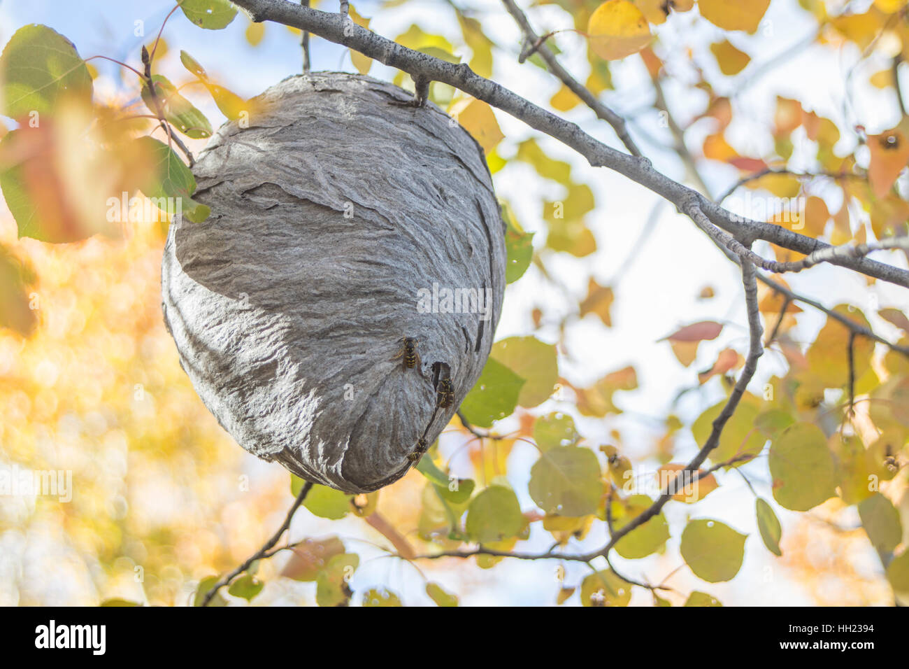 wasp hornet nest hanging on an aspen branch during the fall in western ...