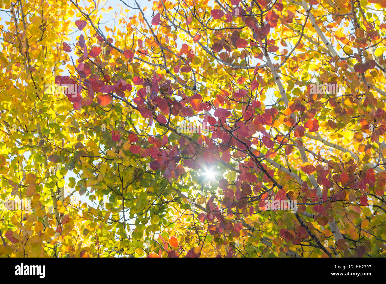 Quakie hi-res stock photography and images - Alamy