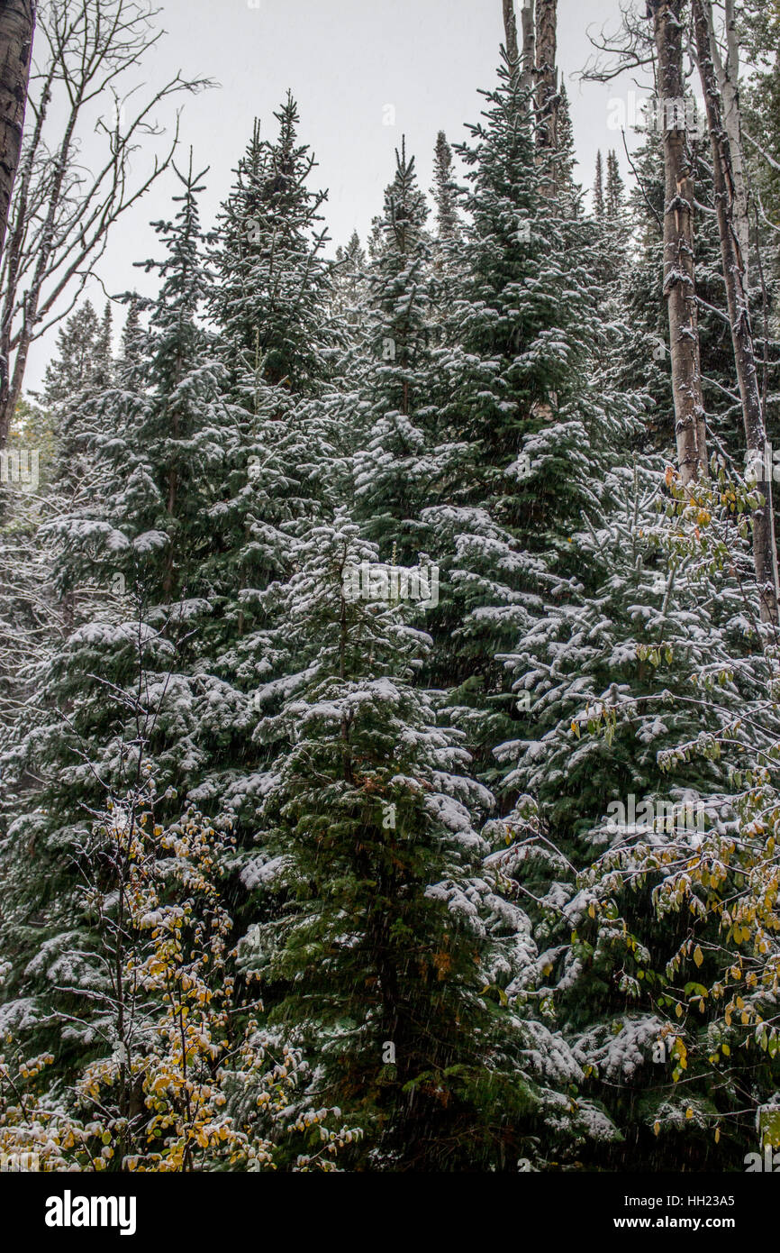 Light dusting of snow on evergreen spruce trees in western Colorado ...