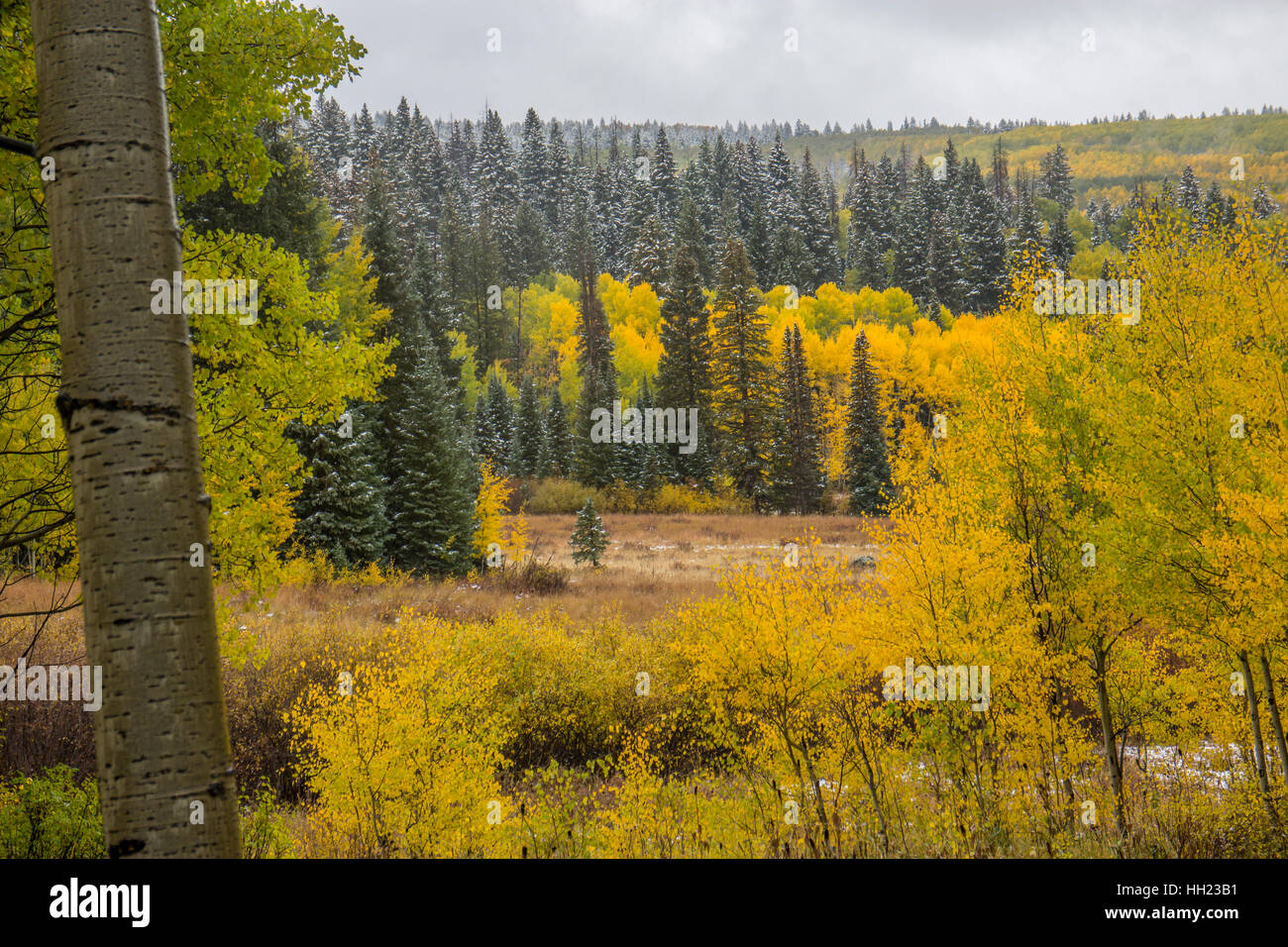 Western Colorado aspen trees changing colors in the fall mixed in with ...