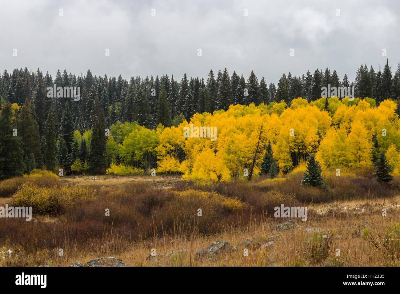 Aspen trees changing colors against a spruce forest background in ...