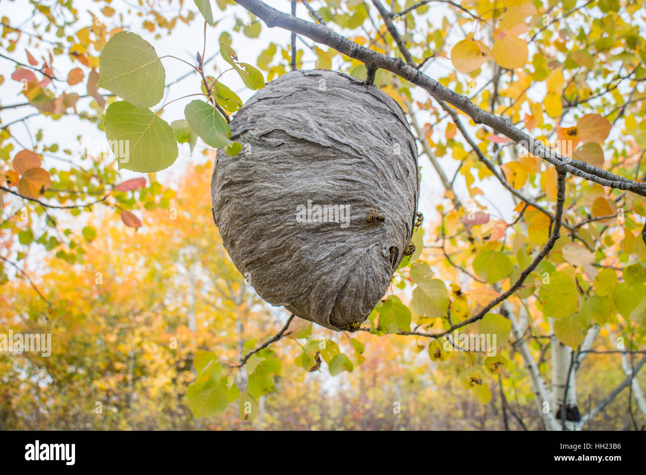 Wasp nest in Aspen tree Stock Photo - Alamy