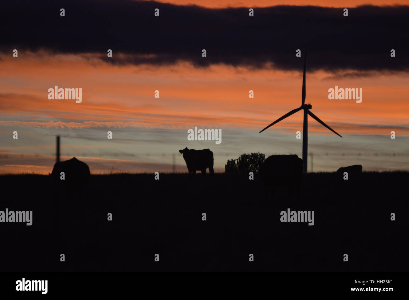 Cows and a windmill silhouetted against a sunset Stock Photo - Alamy