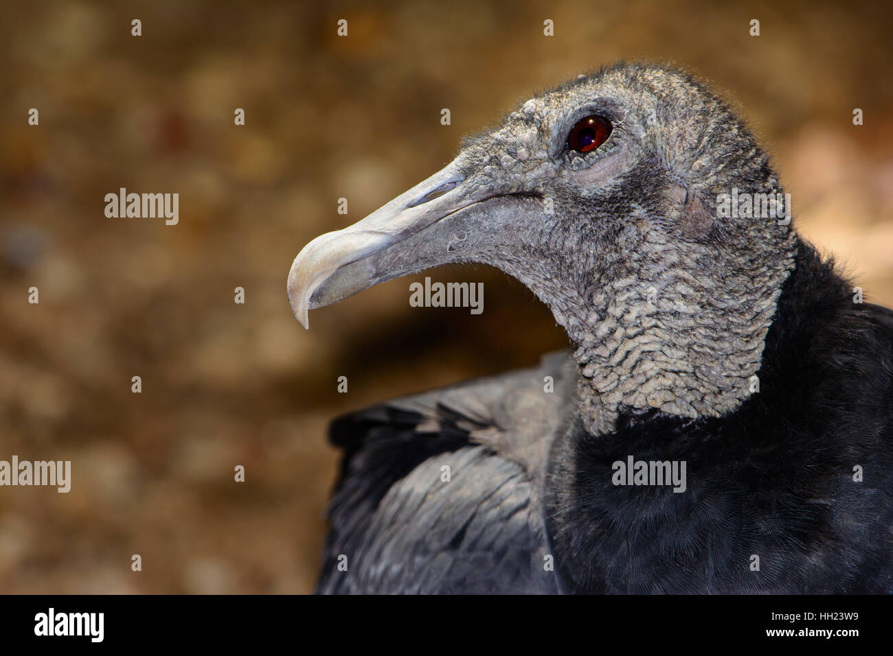Black vulture bird black plumage hi-res stock photography and images ...