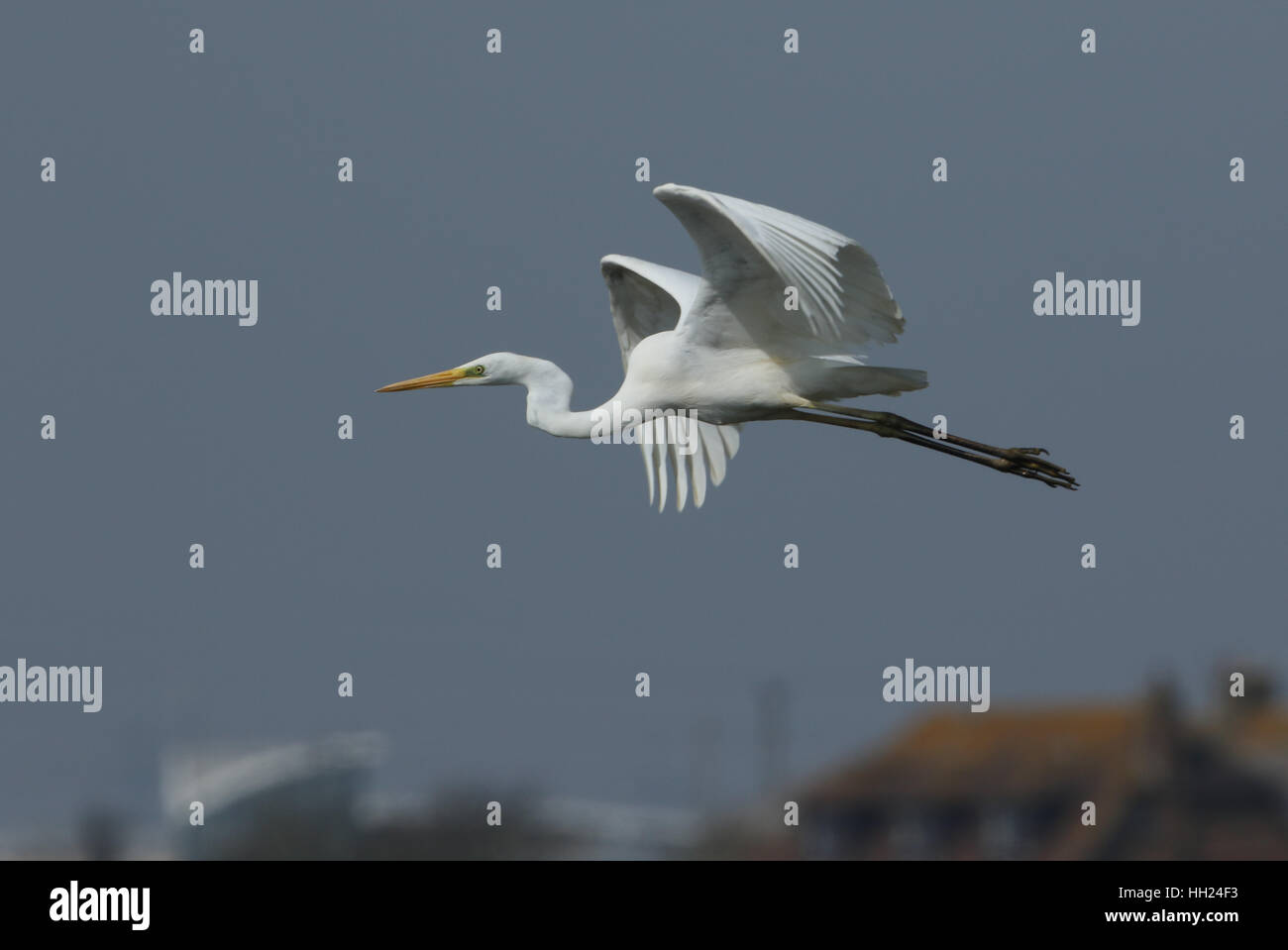 Ardea alba uk flying hi-res stock photography and images - Alamy