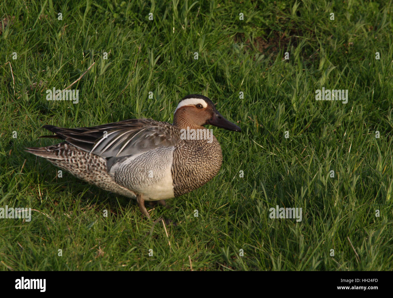 A male Garganey (Anas querquedula) standing in the grass in evening ...