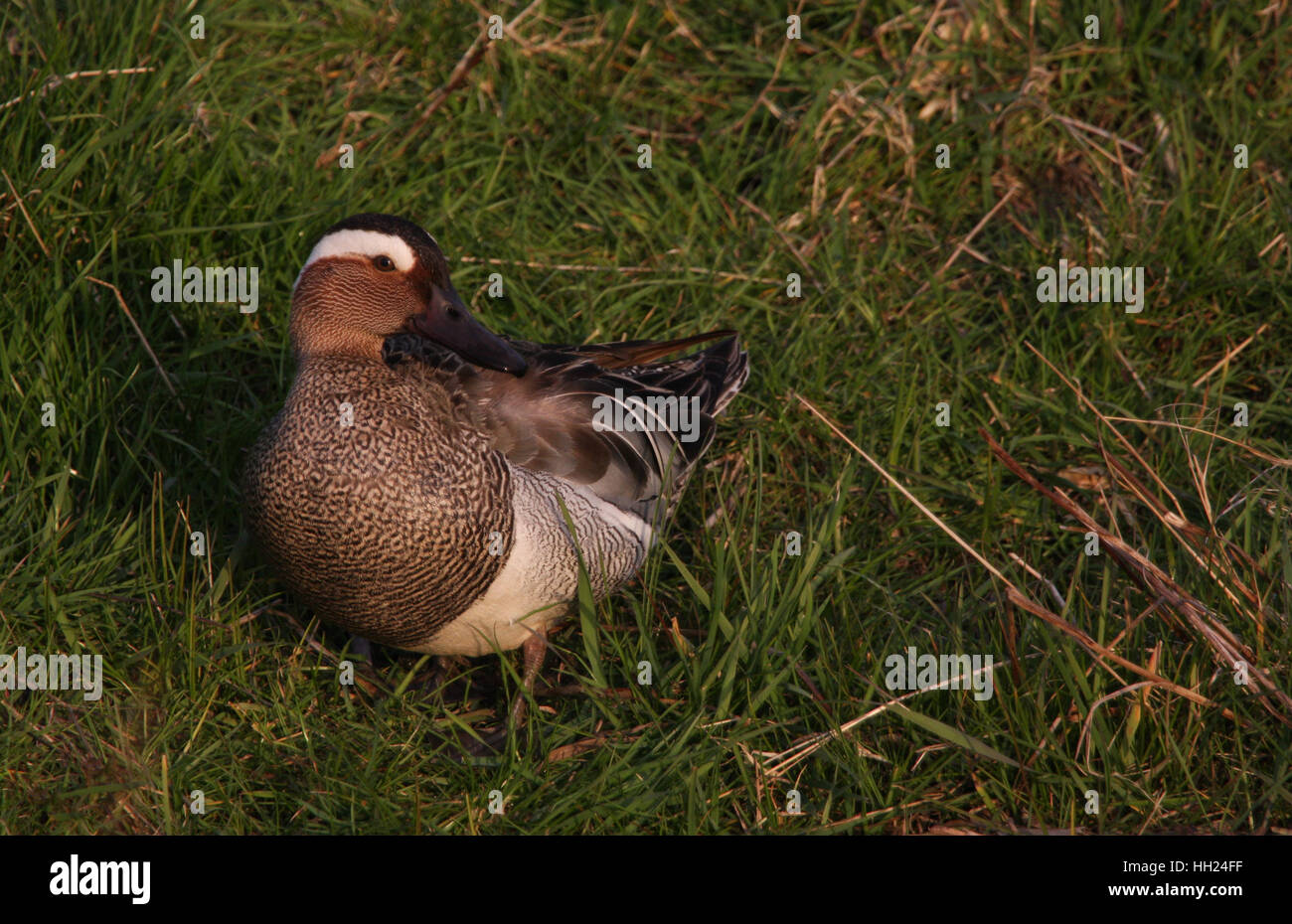 Garganey duck uk hi-res stock photography and images - Alamy