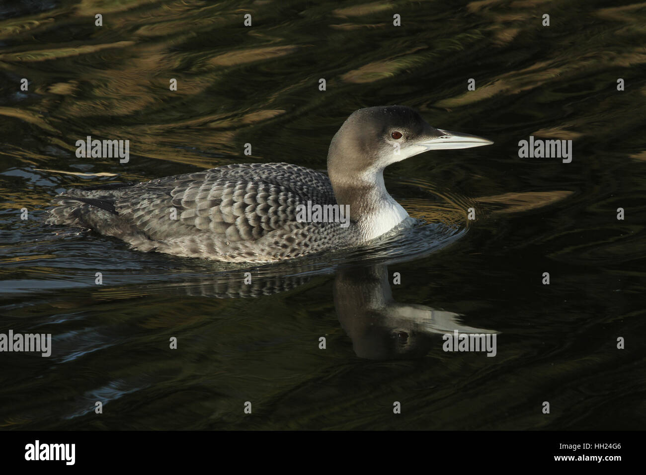A rare Great northern Diver (Gavia immer) swimming in a canal Stock ...