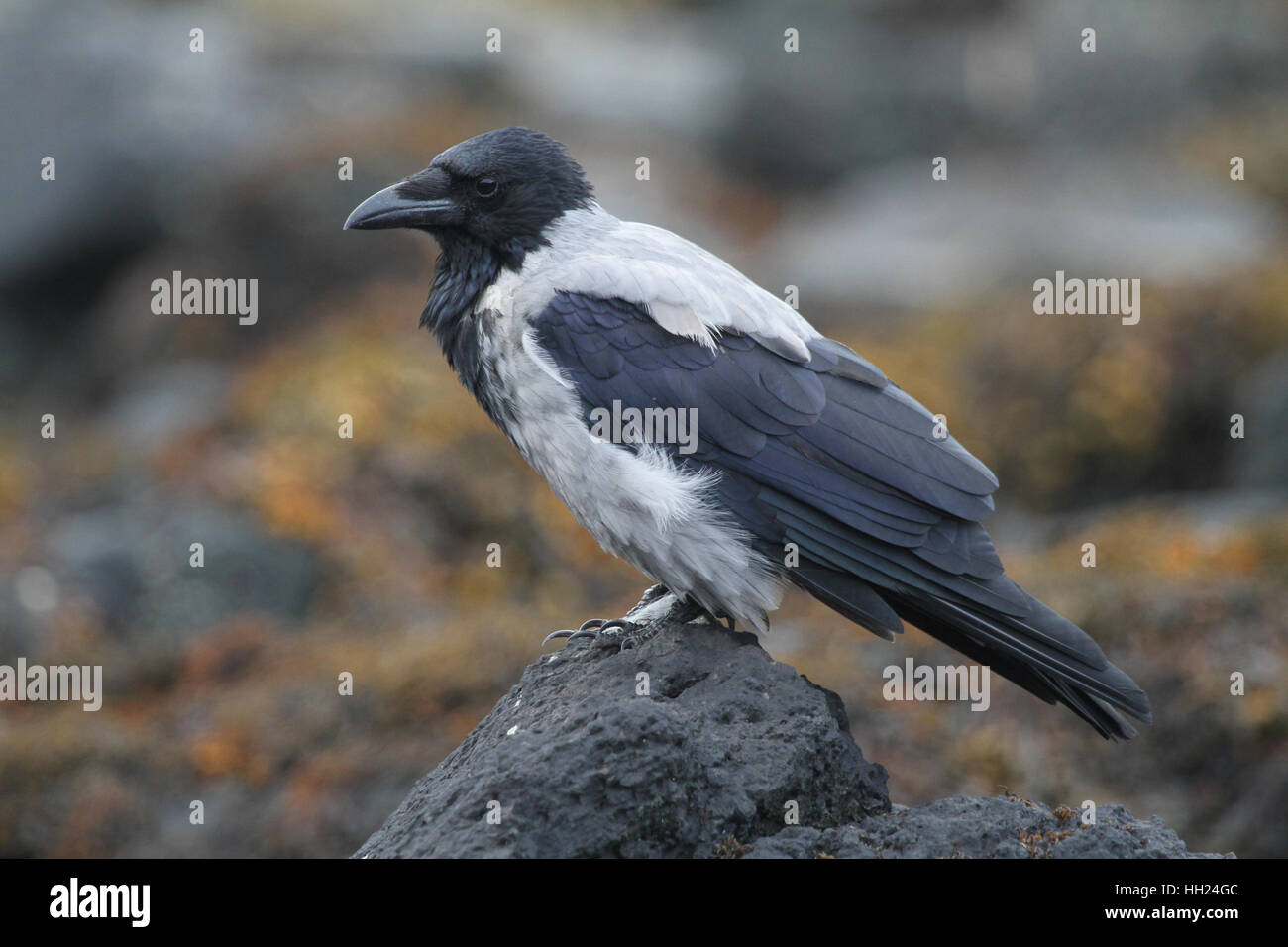 A Hooded Crow (Corvus cornix) standing on a rock at the edge of the sea ...