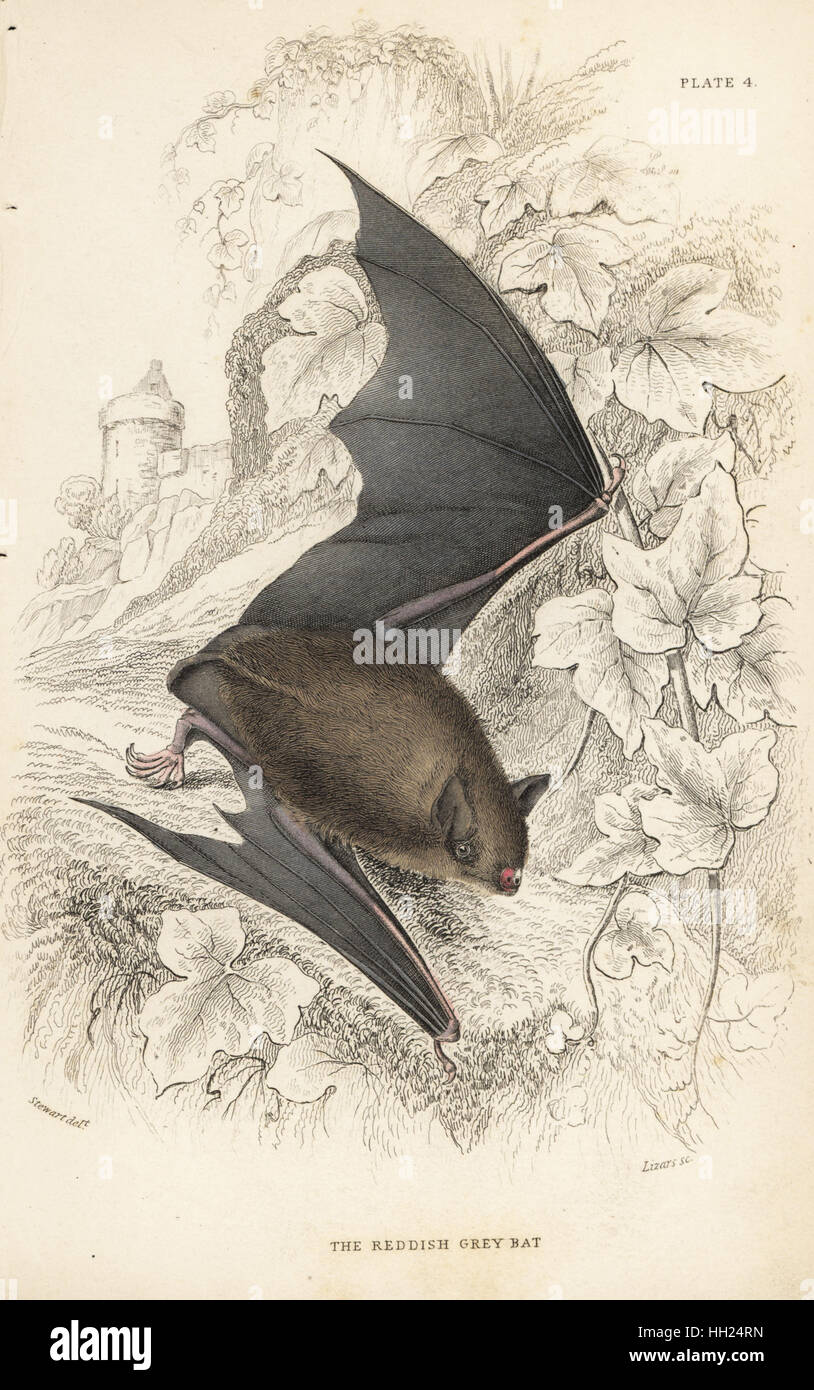 Natterer's bat, Myotis nattereri (Reddish grey bat, Vespertilio ...