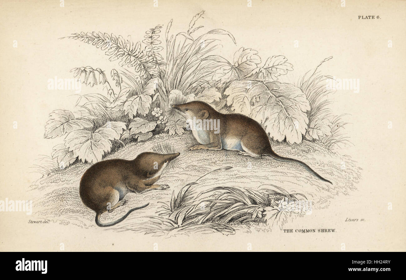 Shrew Illustration High Resolution Stock Photography and Images - Alamy