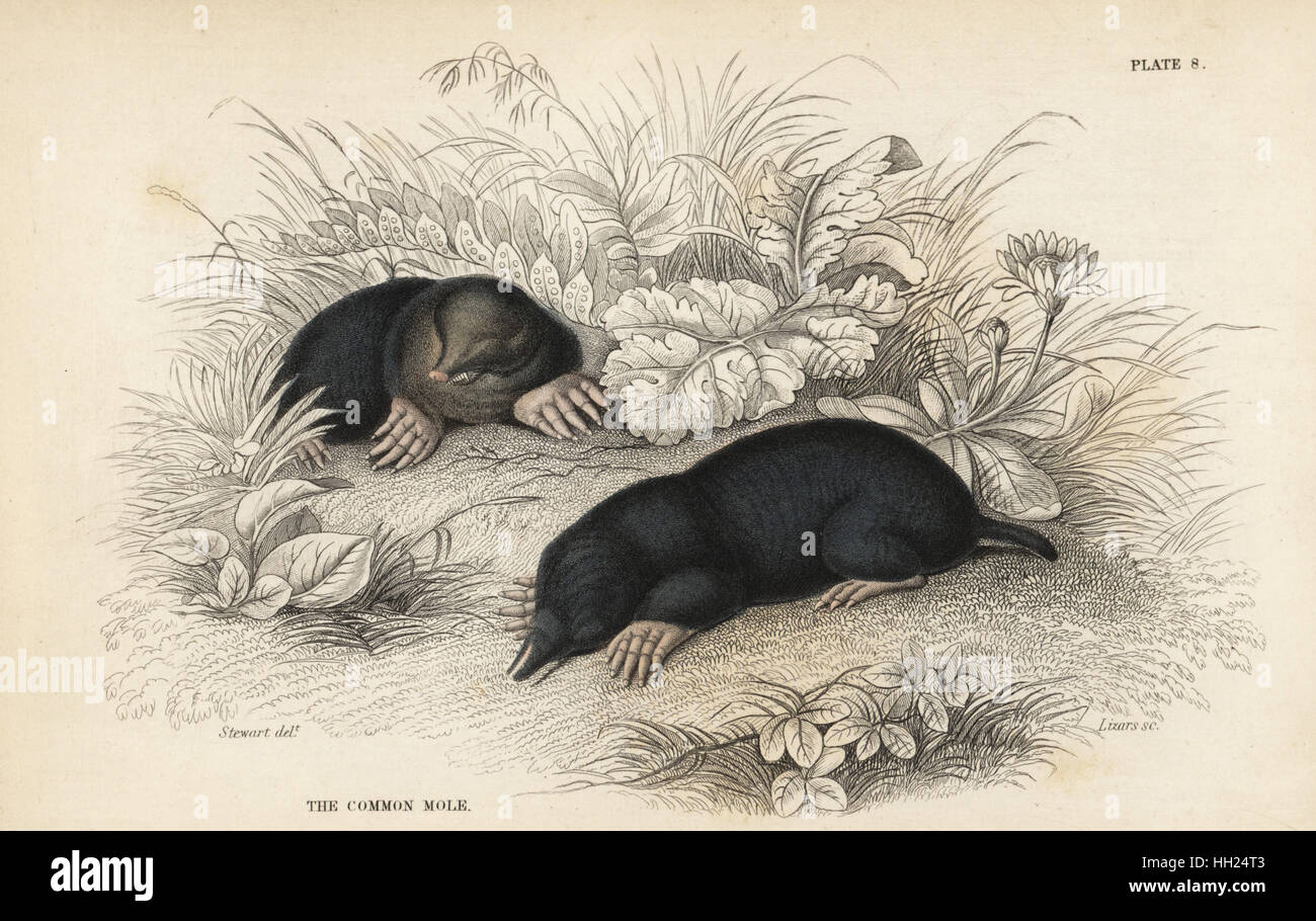 Common mole, Talpa europaea. Handcoloured steel engraving by Lizars ...