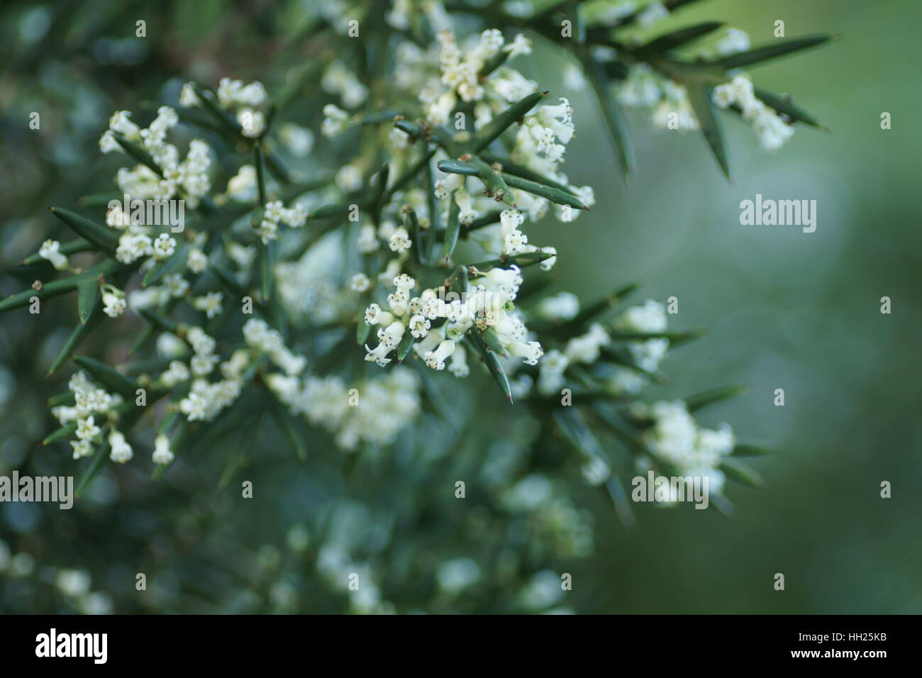 Colletia hystrix hi-res stock photography and images - Alamy