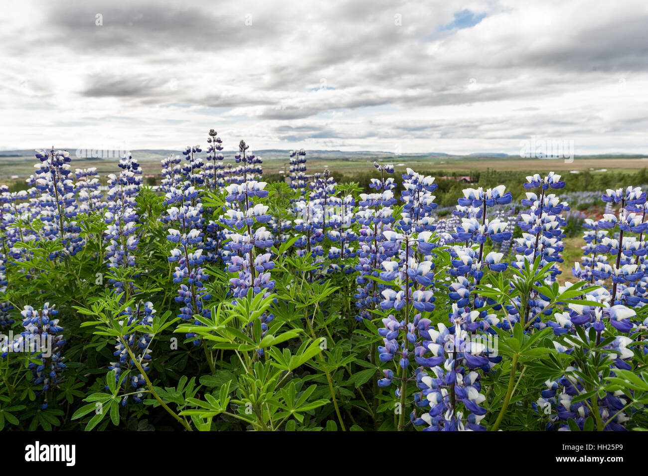 Bluebonnet Lupine High Resolution Stock Photography and Images - Alamy