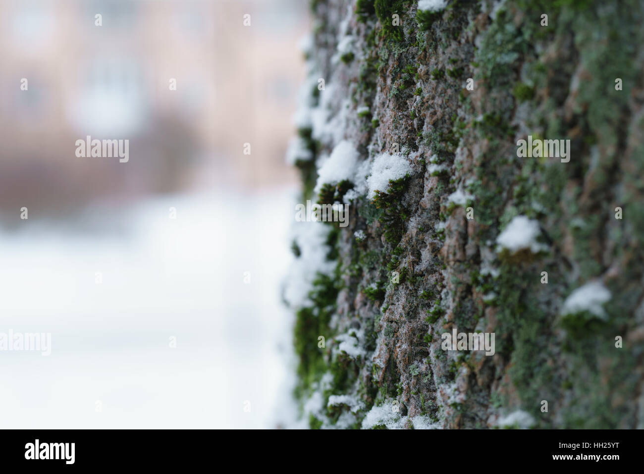 Trunk of an ash tree hi-res stock photography and images - Alamy