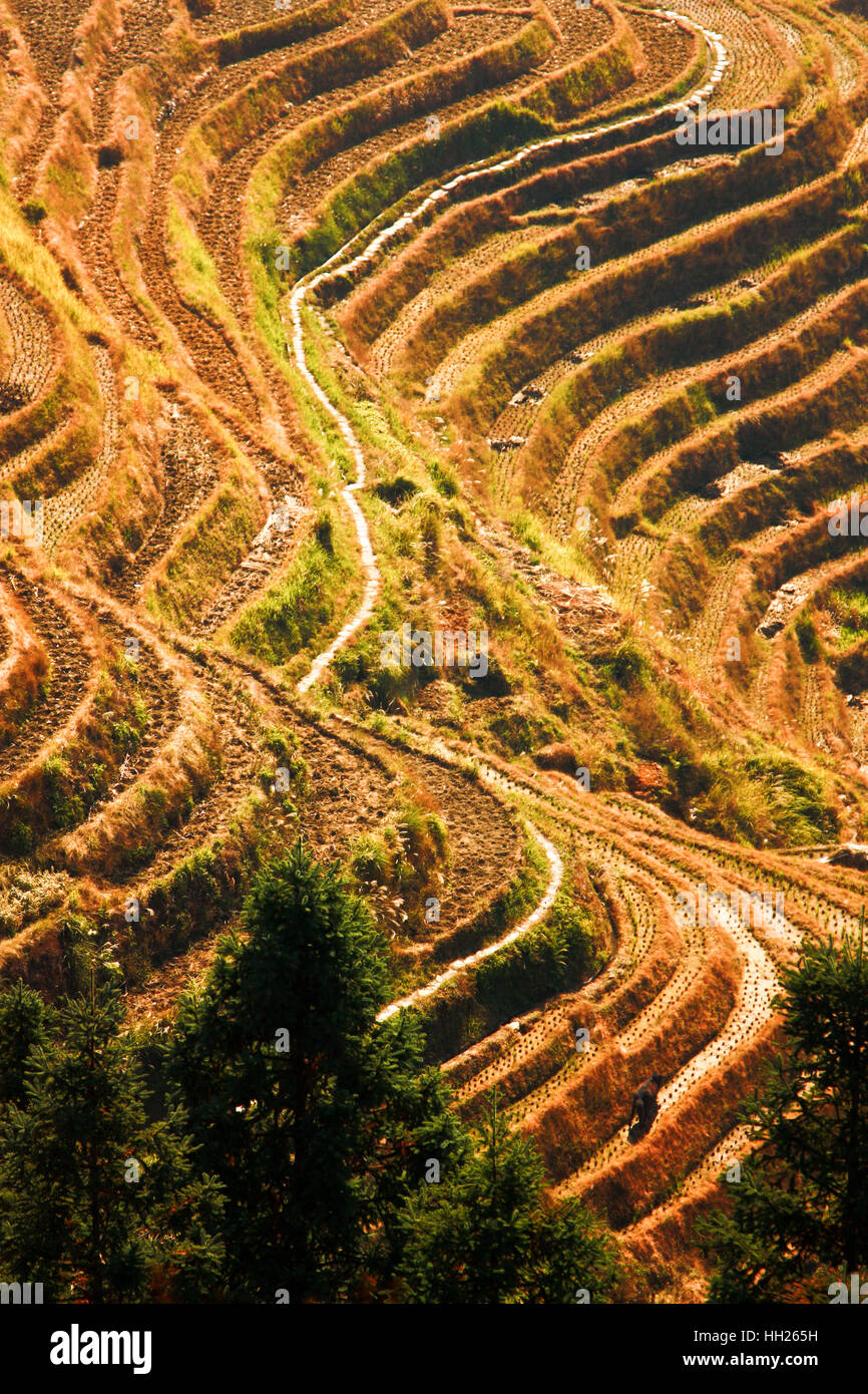 Rice Paddies In China Stock Photo - Alamy