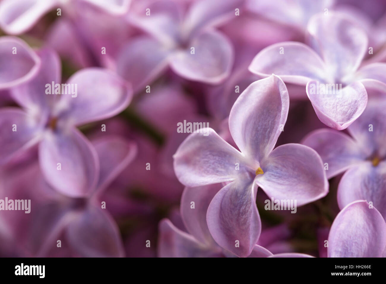 Lilac surface hi-res stock photography and images - Alamy